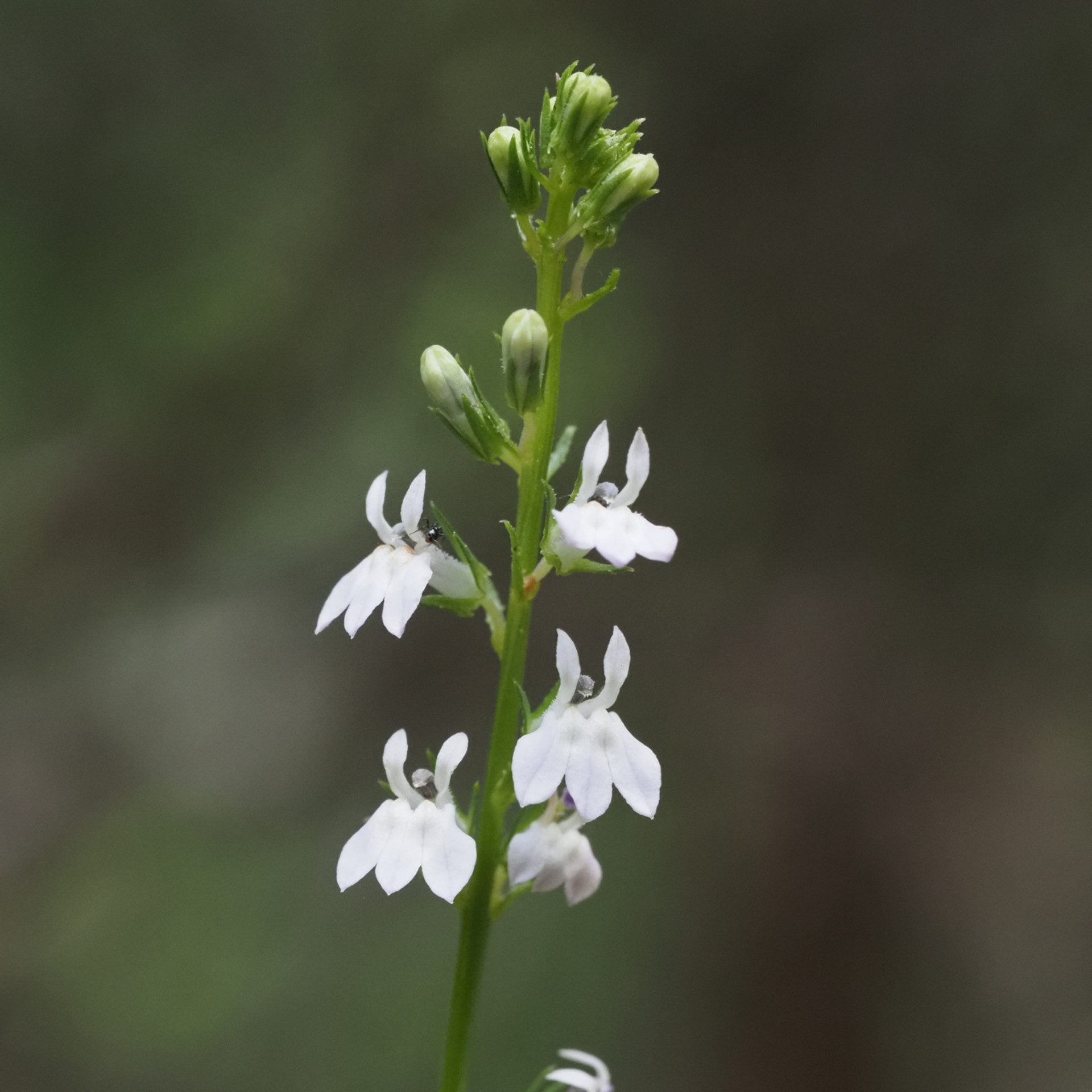 Lobelia Spicata Palespike Lobelia